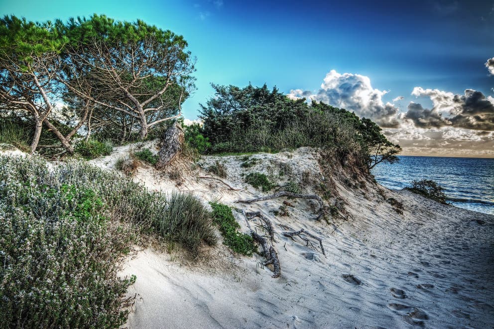 Pine Trees and Dunes in Maria Pia Stock Photo - Image of nature, pine ...