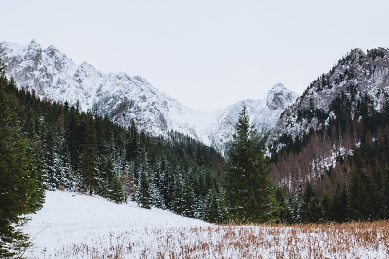 Pine Trees Dusted with Snow, in the Background of the Mountain Stock ...