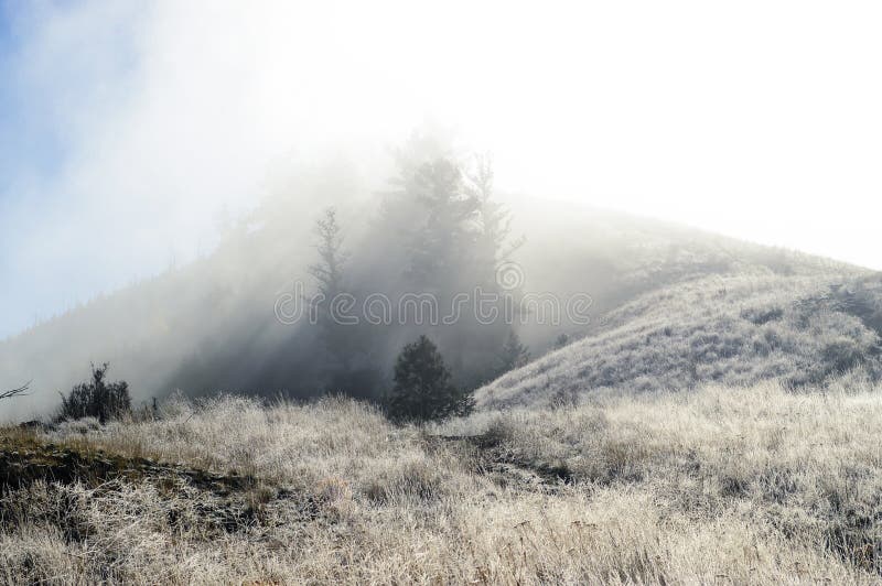Pine Trees and Early Fog stock photo. Image of lighting - 278878072