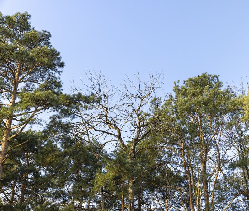 Pine Trees in Early Spring in Sunny Clear Weather Stock Photo - Image ...