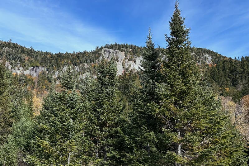 Pine Trees on the Edge of a Cliff in the Forest. Stock Photo - Image of ...