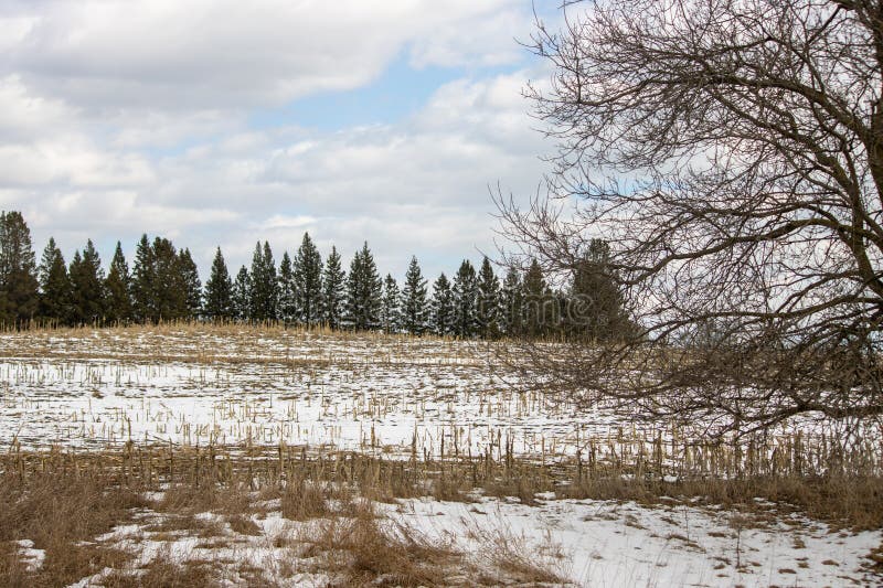 Pine Trees on the Edge of a Cornfield during the Wintertime Stock Photo ...