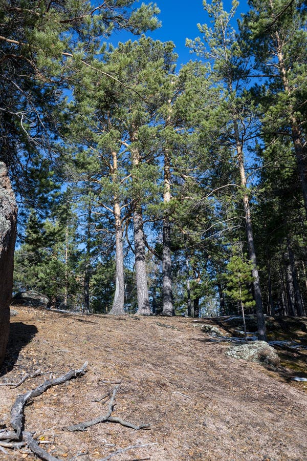Pine Trees on the Edge of the Forest Against the Blue Sky. Stock Photo ...