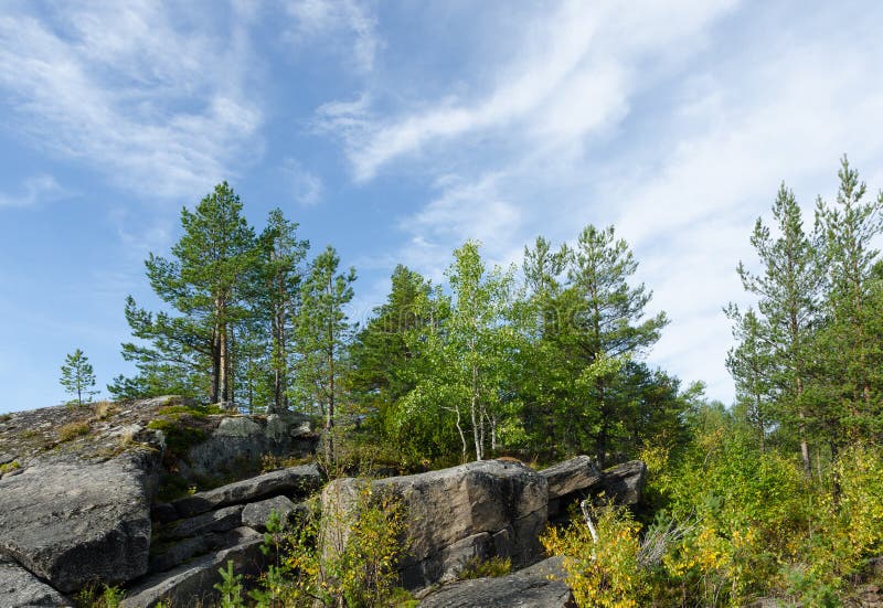 Pine trees on the edge stock photo. Image of forest, scene - 68333692