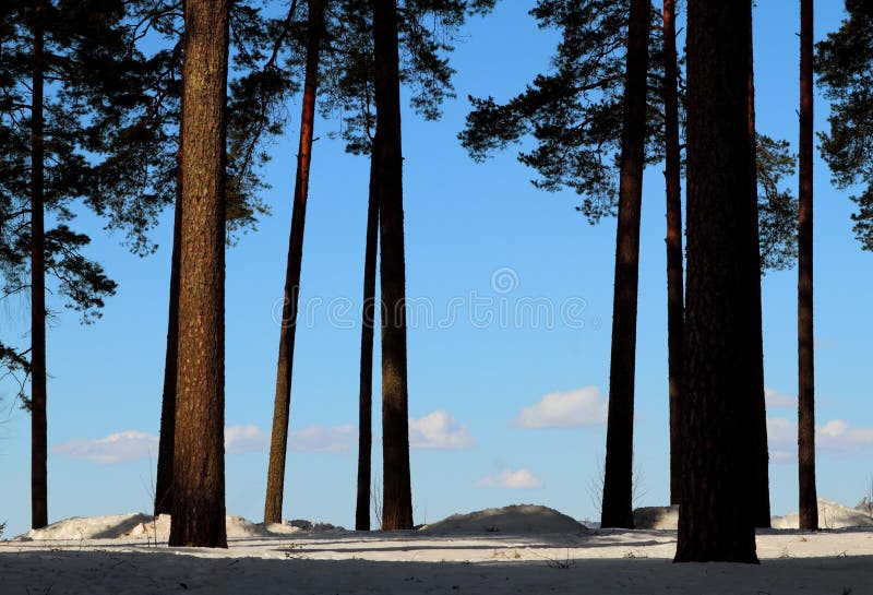 Pine trees on the edge stock image. Image of winter - 106844465