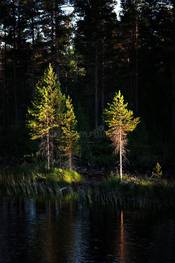 Pine Trees in Evening Light Stock Photo - Image of conifer, coniferous ...