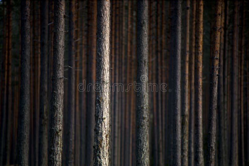 Pine Trees with Shadows in Evening Light Stock Image - Image of tree ...