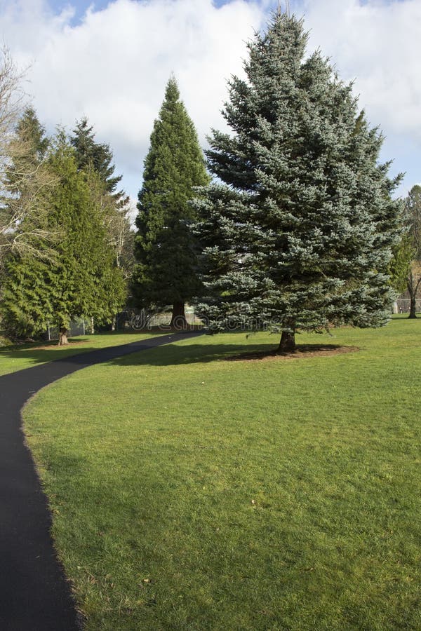 Pine trees, evergreen. stock photo. Image of grass, walks - 28595360