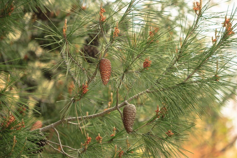 Pine trees stock photo. Image of forest, cone, trees - 44157426