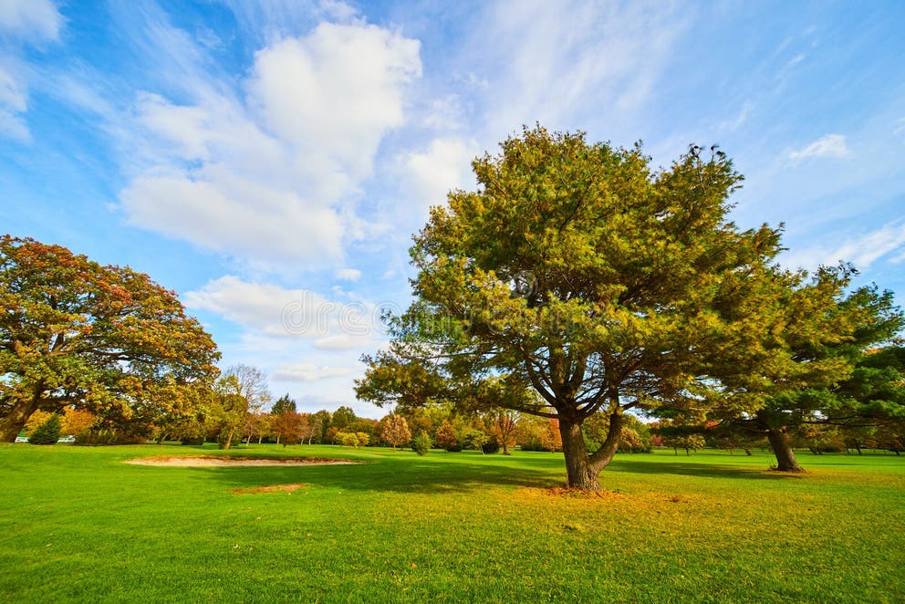 Pine Trees during Fall on Blue Sky Day with Clean Grass Landscape Stock ...