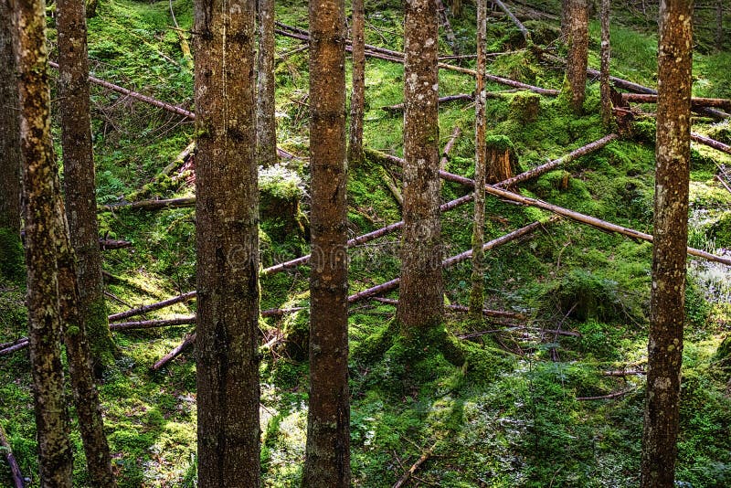 Pine Trees and Fallen Branches in a Deep Forest Stock Photo - Image of ...