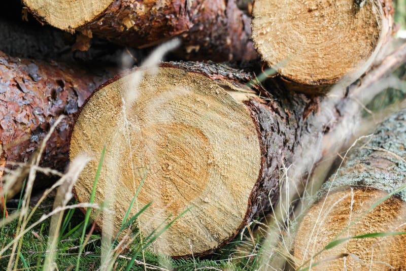 Pine Trees Felling. Cutting Down Trees. Logs in the Grass. Sawmill ...