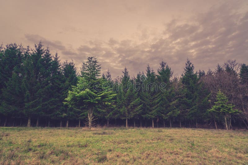 Pine Trees on a Field in the Fall Stock Photo - Image of countryside ...