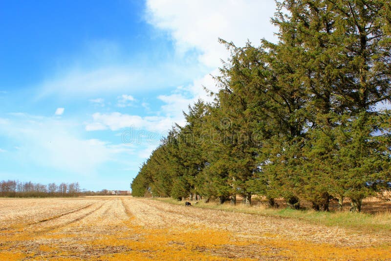 Pine trees beside field stock photo. Image of summer - 52432472