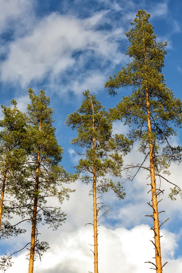Pine Trees and Fir in the Forest Stock Image - Image of background ...