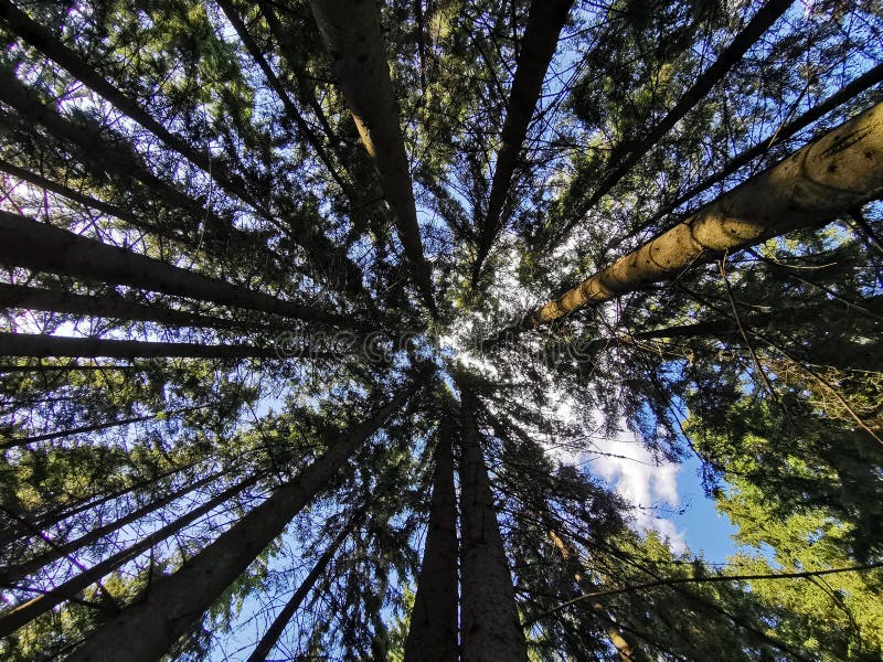 Pine trees from below stock image. Image of afterglow - 192282659