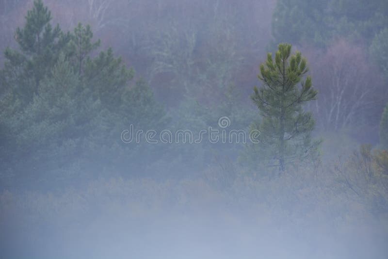 Pine Trees in the Foreground and Birch Trees in the Background Stock ...