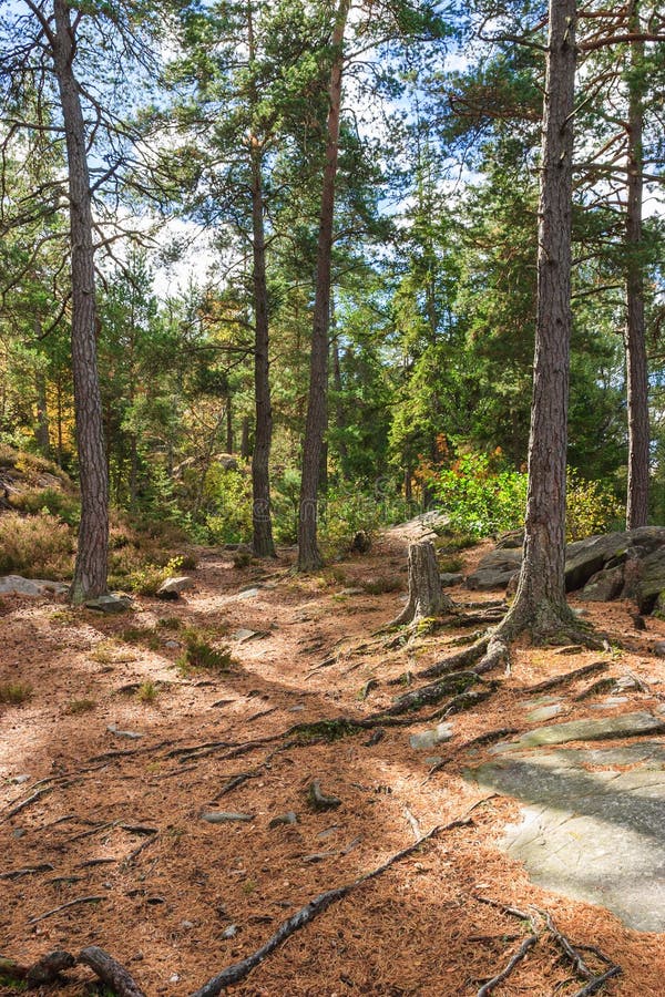 Clump of Birch Trees and a Picket Fence Stock Photo - Image of tree ...