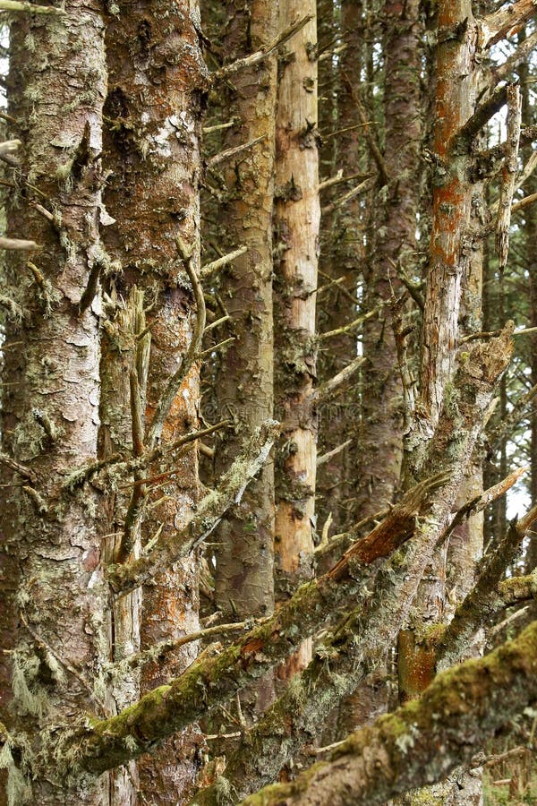 Pine trees in forest stock photo. Image of evergreen, details - 803990