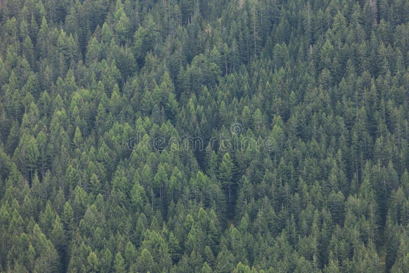 Pine Trees Forest As Texture Stock Image - Image of pine, environment ...