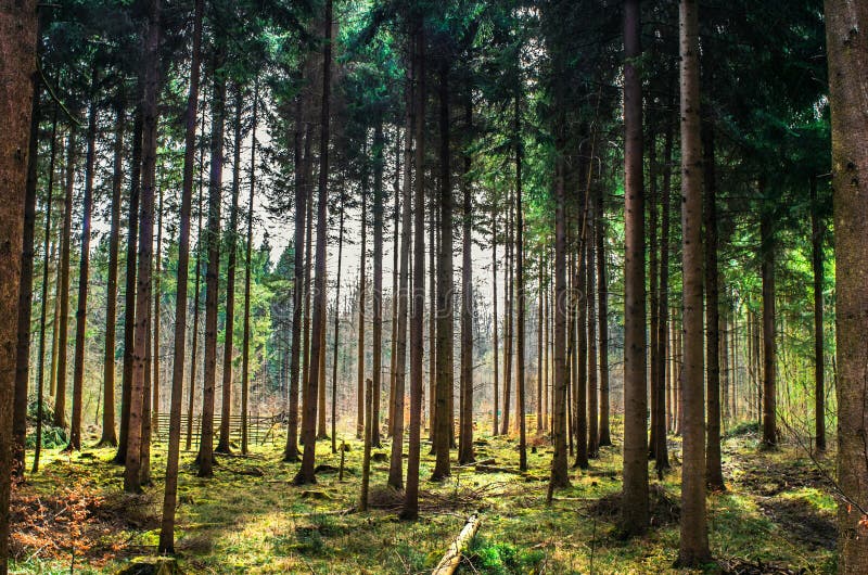Backlit Forest Scene with Pine Trees during Late Evening Sunlight Stock ...