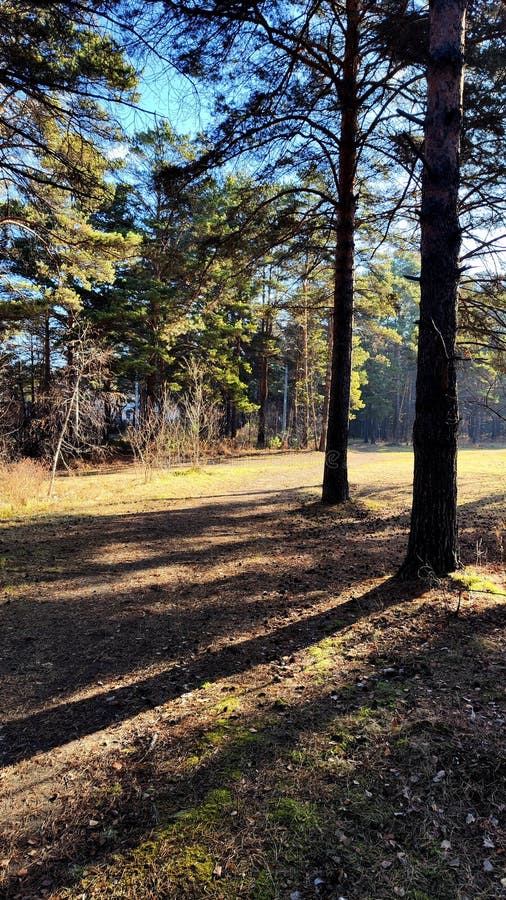 Pine Trees Forest in Beautiful Morning Lights Stock Image - Image of ...