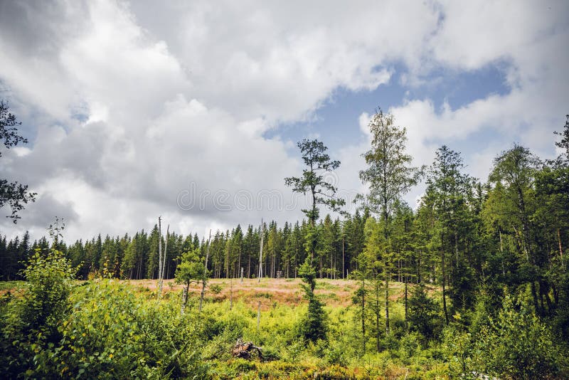 Clearing in a Forest with Tall Green Grass Stock Photo - Image of ...