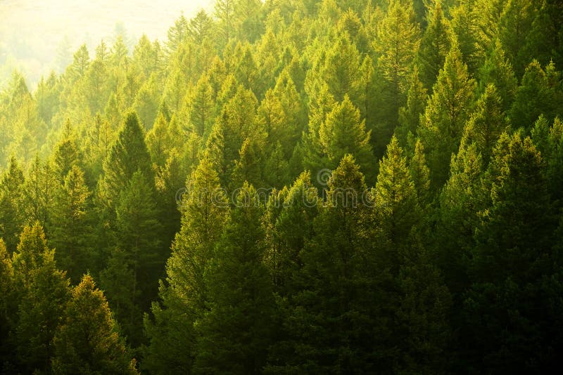 Pine Trees Forest Evening Light Stock Image - Image of foliage ...
