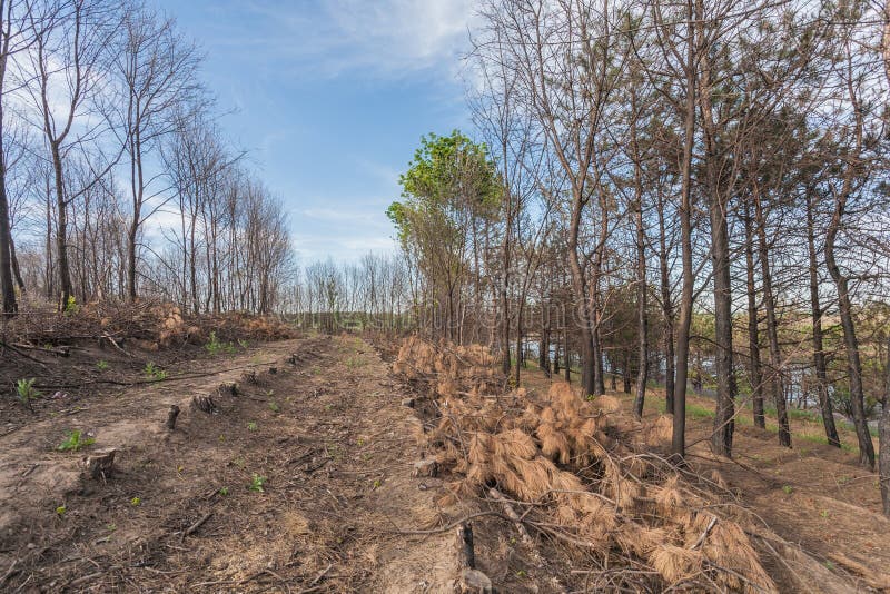 Pine Trees after a Forest Fire Stock Photo - Image of growing, flame ...