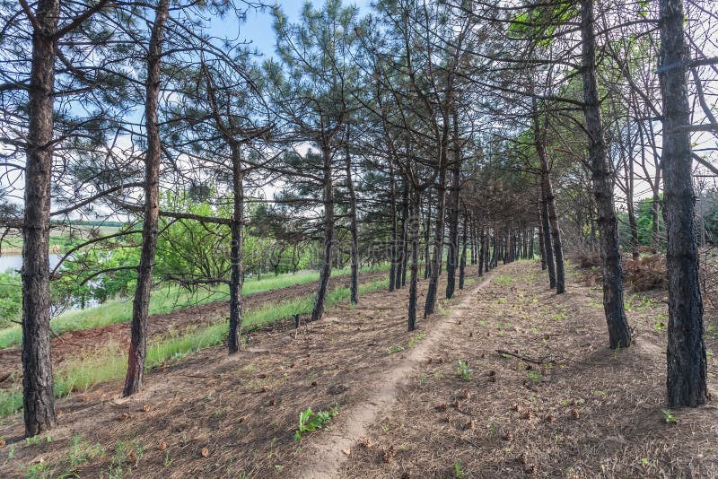 Pine Trees after a Forest Fire Stock Photo - Image of desolation ...