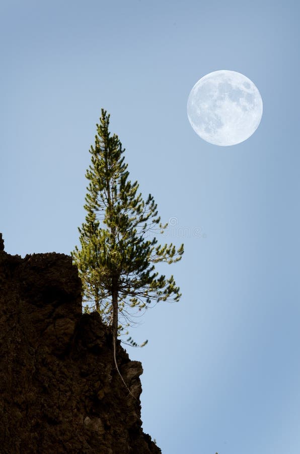 Pine Trees Forest with Full Moon Stock Photo - Image of moonrise, black ...