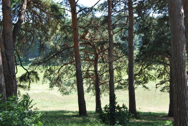 Pine Trees in a Forest Clearing Stock Photo - Image of glade, park ...
