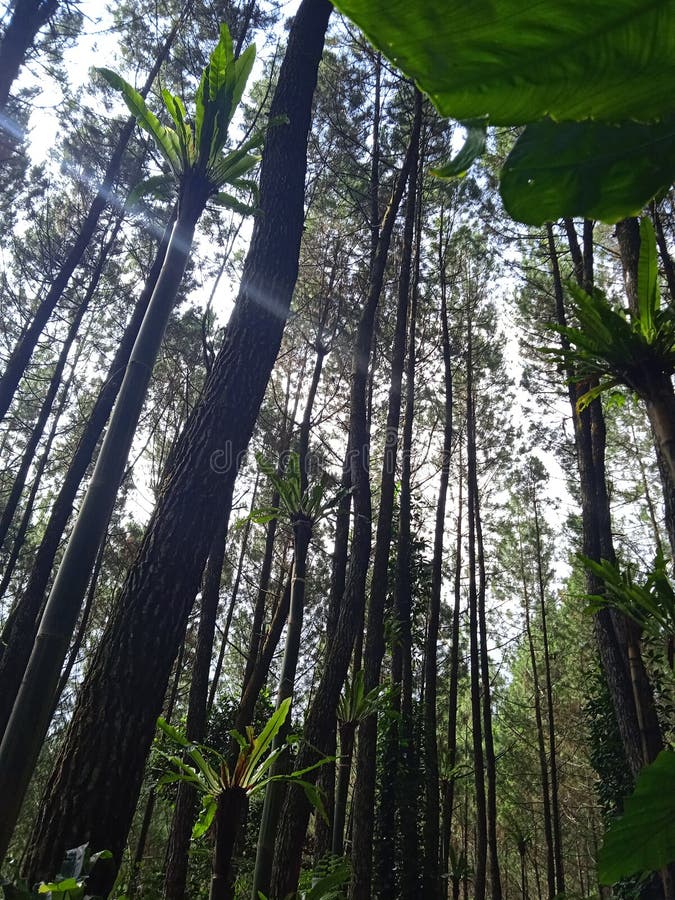 Pine Trees in the Forest Green Calm Relaxing Stock Photo - Image of ...