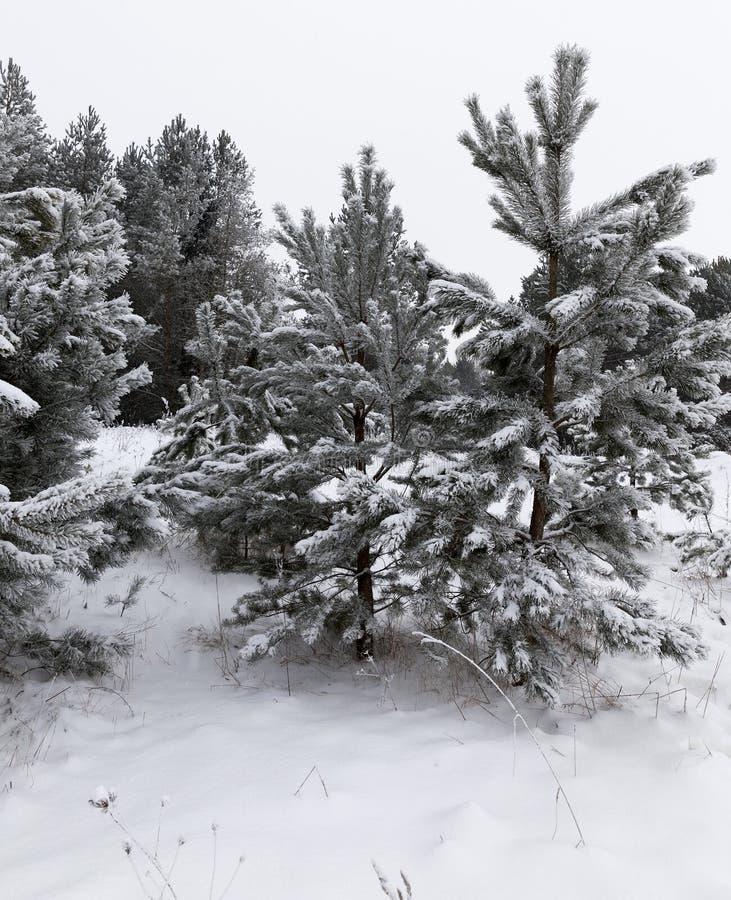 Winter pine forest stock photo. Image of coniferous - 125132518