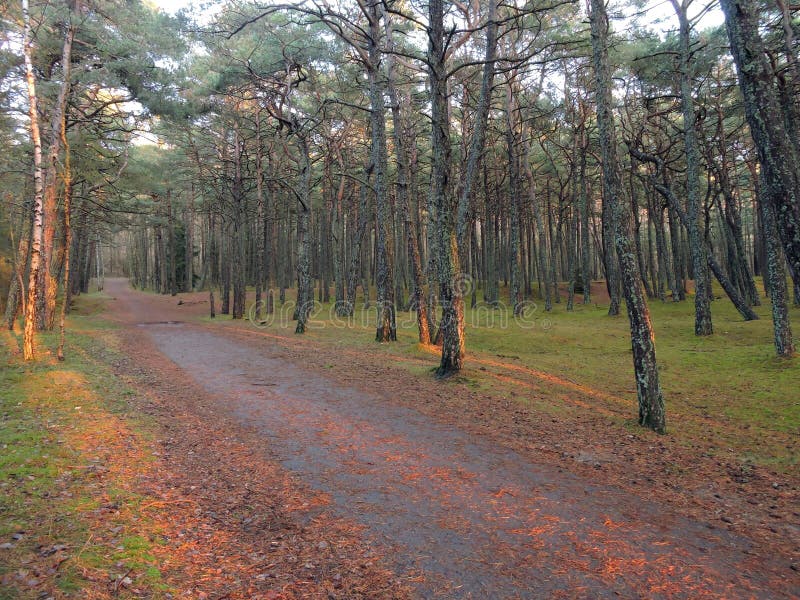 Pine Trees Forest, Lithuania Stock Photo - Image of park, place: 81079992