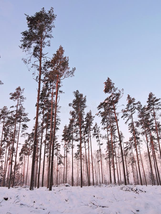 Pine Trees Forest, Lithuania Stock Photo - Image of pine, white: 83762494