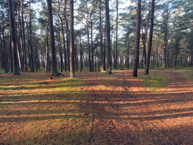 Pine Trees Forest, Lithuania Stock Photo - Image of forest, lithuania ...