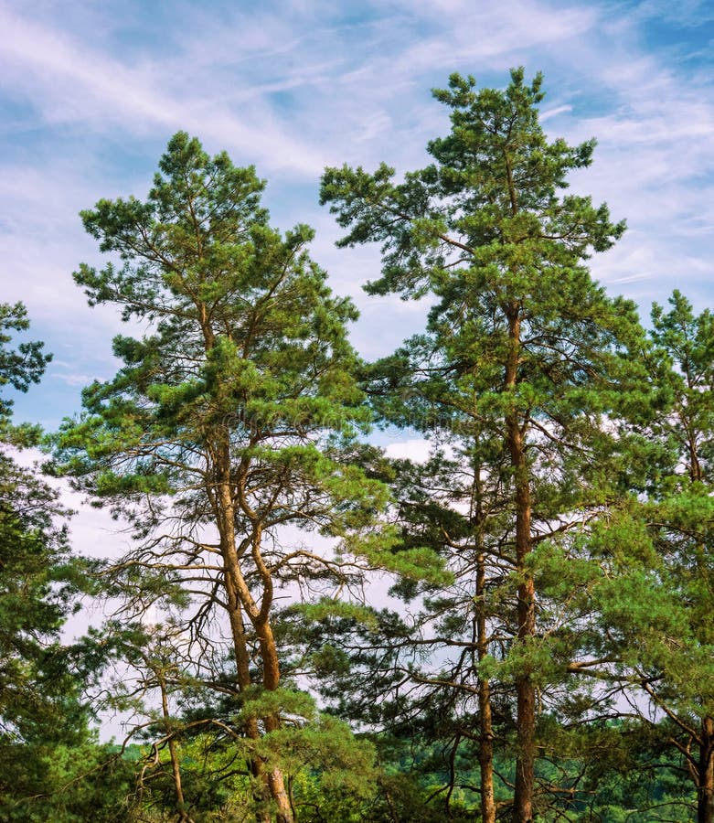Pine Trees in a Forest Look Up at the Blue Sky Stock Photo - Image of ...
