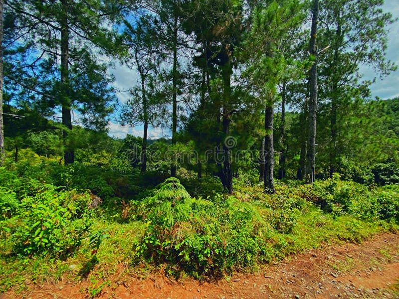 Pine Trees in the Forest Make Our Eyes Fresh Stock Image - Image of ...