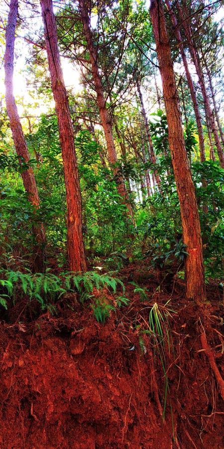 Manipur forest view stock photo. Image of forest, manipur - 170393684