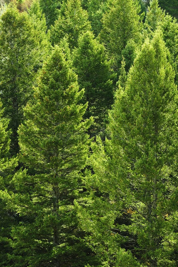 Pine Trees Forest in Mountains Lush Green Foliage Stock Photo - Image ...