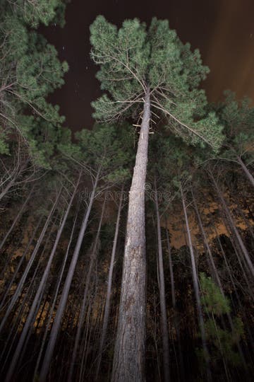 Pine Trees in a Forest at Night Stock Image - Image of natural, dark ...