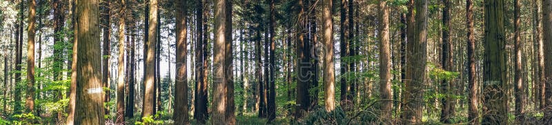 Pine Trees in a Forest Panorama Landscape Stock Photo - Image of ...