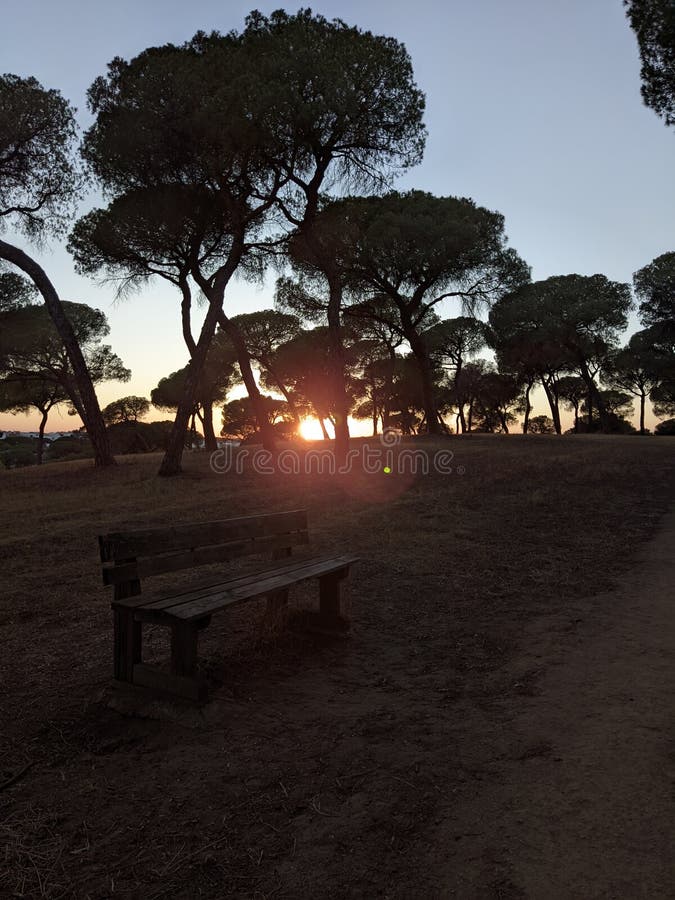 Pine Trees by the Forest Path at Sunset Stock Photo - Image of flower ...
