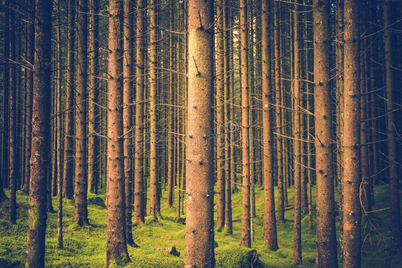 Pine Trees Forest Pattern stock image. Image of wood - 76430169