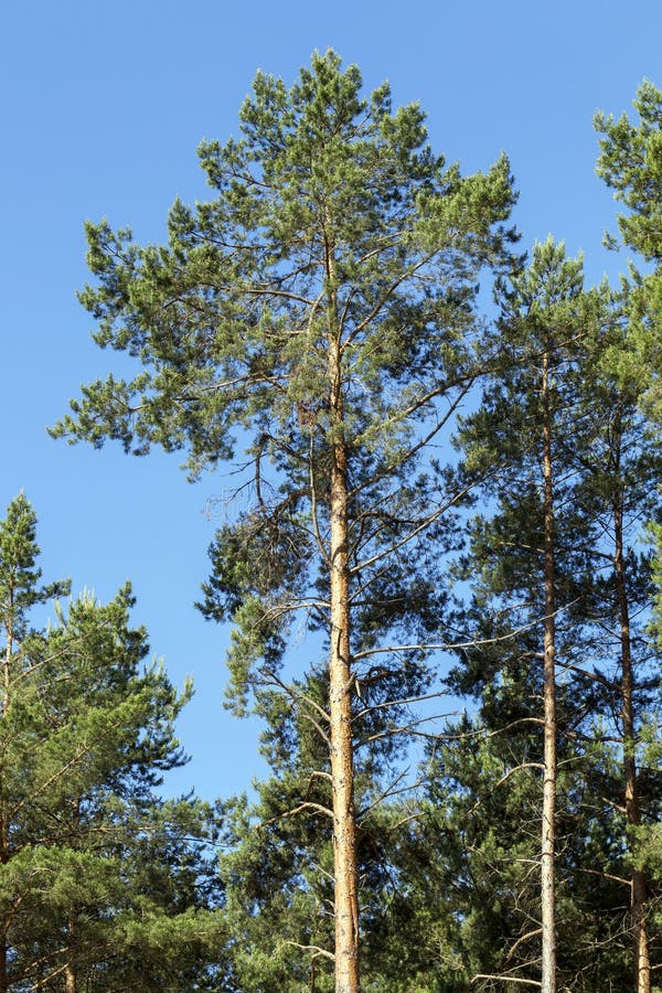 Pine trees in the forest stock photo. Image of pine, plant - 80372826