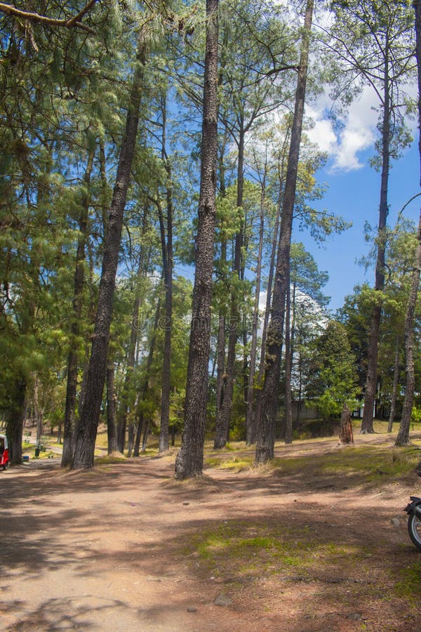 Pine trees in forest stock image. Image of wild, green - 295488967