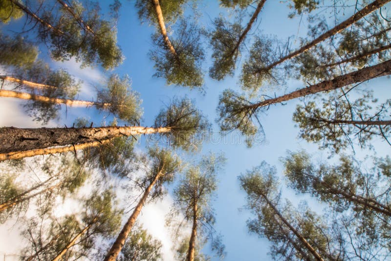 Pine trees seen upwards stock image. Image of making - 182283579