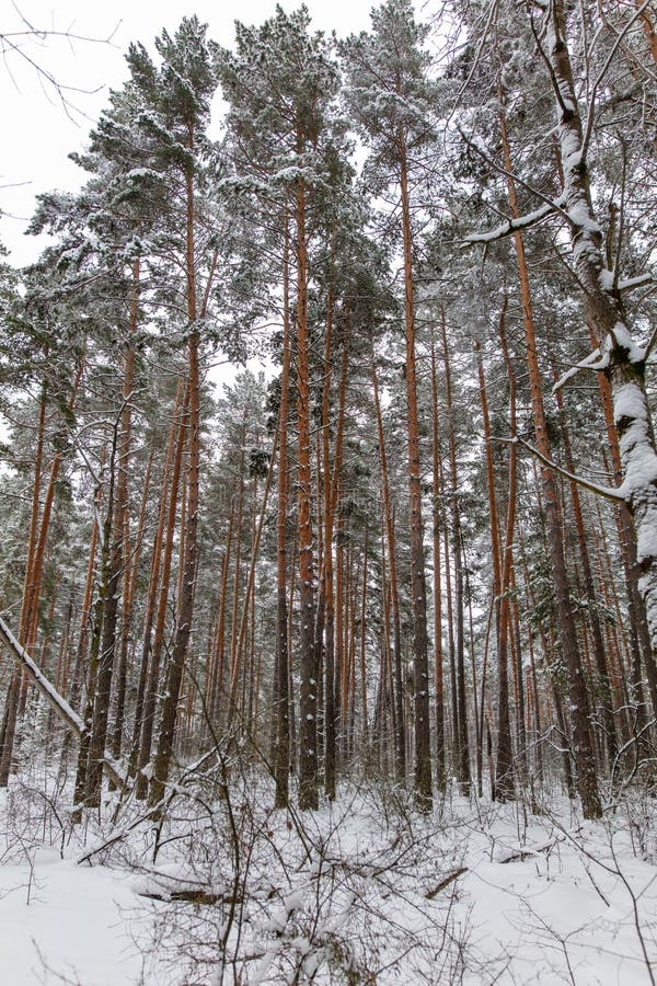 Pine Trees in the Forest in the Snow in Winter Stock Image - Image of ...