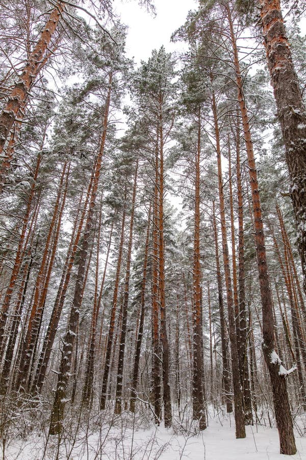 Pine Trees in the Forest in the Snow in Winter Stock Image - Image of winter, tree: 312957889